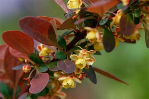 Estimation Of Genetic Diversity Among Berberis Spp From Karakoram