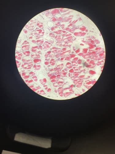 Microscopes For Lab Exam 1 Flashcards Quizlet