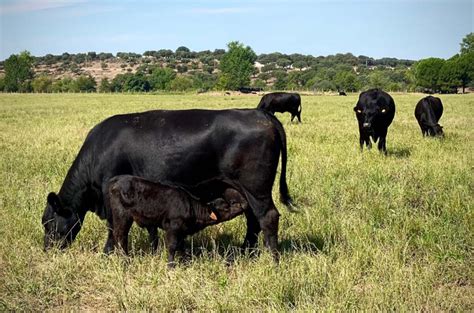 La Crianza De La Vaca Y Su Importancia Para Obtener Carne De Calidad