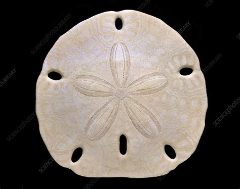 Sand Dollar Shell Stock Image Z5550092 Science Photo Library