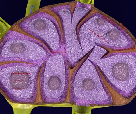 Artstation Lymph Node Lymphatic System 3d Resources