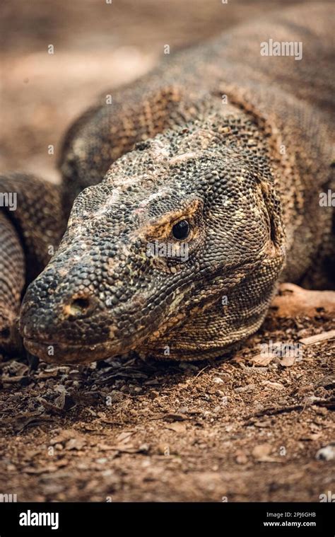 Komodo Dragon In The Komodo National Park On Komodo Island East Nusa Tenggara Indonesia Stock