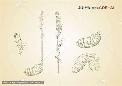 天麻插画天麻线描图矢量手绘天麻
