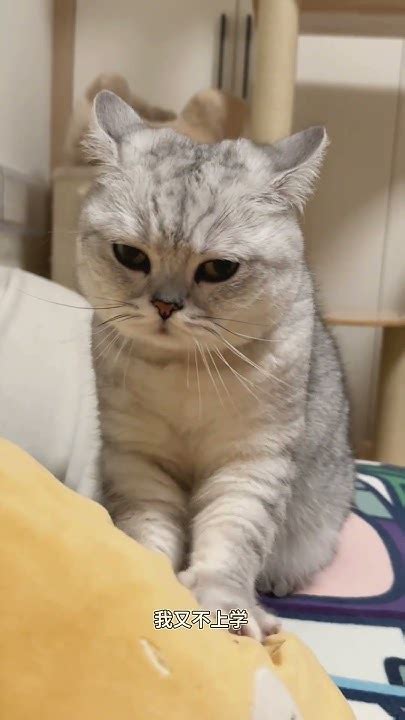 猫猫委屈梁 猫咪踩奶 委屈巴巴的猫咪太萌了 这小猫谁养谁不迷糊 呆萌猫猫 猫猫这么胖还这么委屈 Youtube