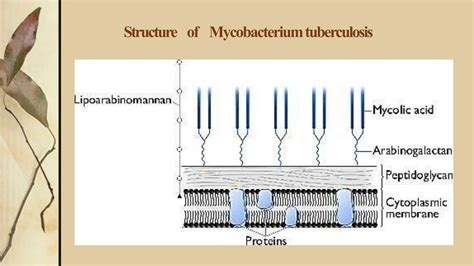 Bacterial Stainingpptx