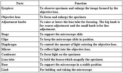 Microscope Parts And Functions Worksheets