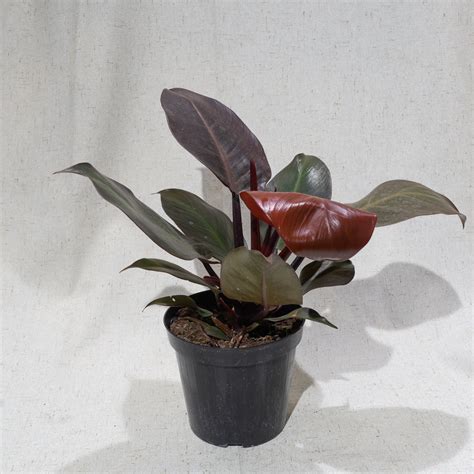 Red Imperial Philo Philodendron In A 5 Inch Potn Promise Supply
