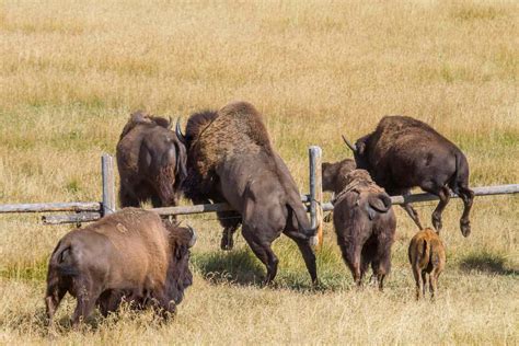 10 Fascinating Facts About Bison