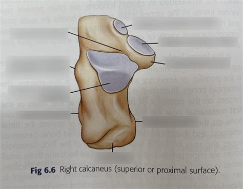 Right Calcaneus Superior Or Proximal Surface Diagram Quizlet