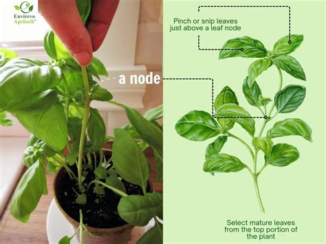 How To Harvest Basil The Right Way You Should Know