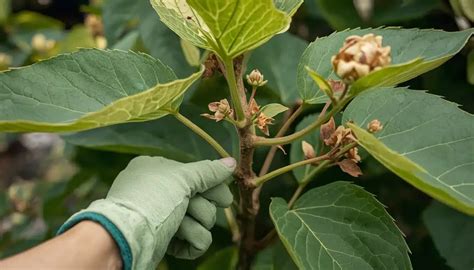 Hydrangea Not Growing Real Solutions 2026