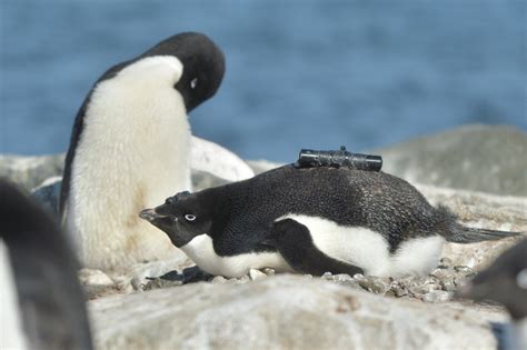 【研究紹介】チャートでわかる あなたにぴったりのバイオロギング研究は？ 極
