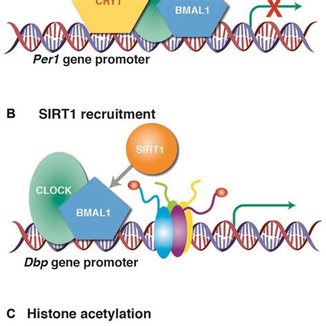 Clock Regulates Target Gene Expression A Clock Circadian Regulator
