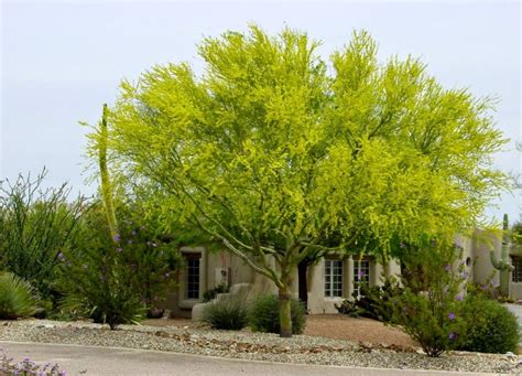 The Best Palo Verde Tree Variety