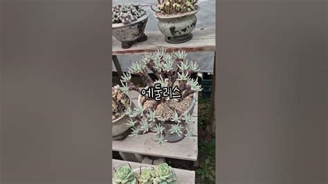 릴스에 나왔던 분갈이 해 준 다육이들은 잘 크고 있을까요 얼마나 변했을까요 Youtube