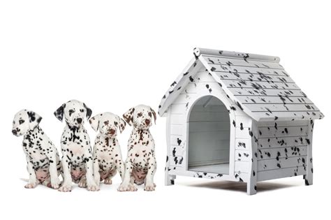 Ali Je Naš Pes čuvaj Lahko Zunaj V Svoji Uti Ko Temperatura Pade Pod Ničlo Veterinarski