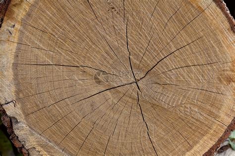 切割后树干高清图片下载 正版图片321535369 摄图网