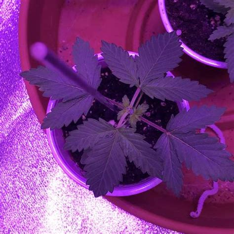 Brothers Grimm Seeds Durban X C99 Grow Diary Journal Week3 By Bshoe421 Growdiaries