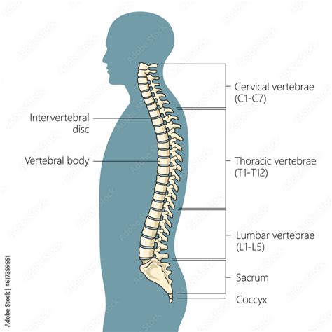 Vertebral Column Diagram Structure And Function Of The Vertebral