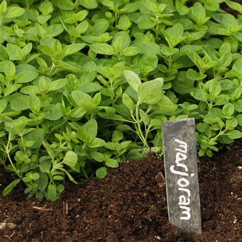 Marjoram Rocket Gardens
