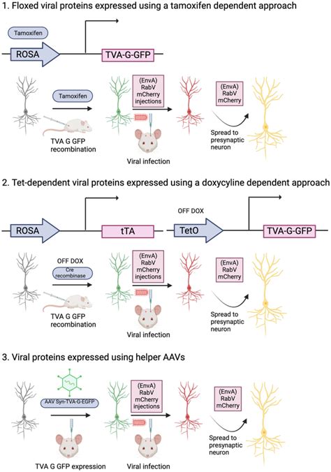 Monosynaptic Tracing In Developing Circuits Using Modified Rabies Virus Springerlink