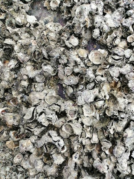 Premium Photo Beach Shells Top View