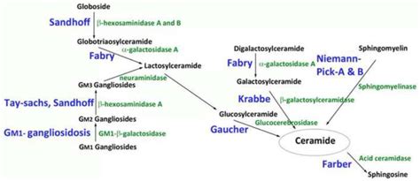 Beyond The Cherry Red Spot Ocular Manifestations Of Sphingolipid