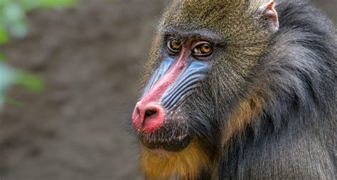 Mandrill Monkey Face