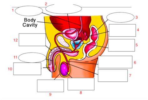 Male Reproductive Anatomy Flashcards Quizlet