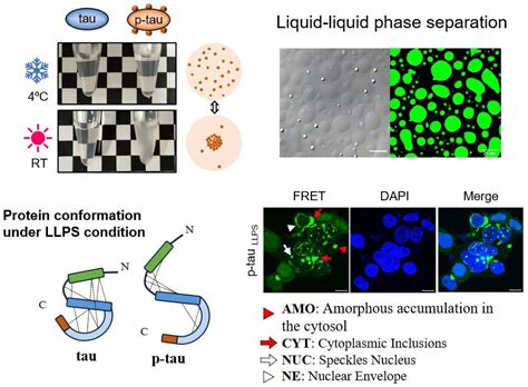 Phosphorylation Enables Tau Protein To Form Reversible Droplets Offering Insights Into Early