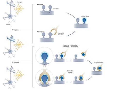 Microglia As Hunters Or Gatherers Of Brain Synapses Nature Neuroscience