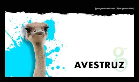Avestruz Pangea