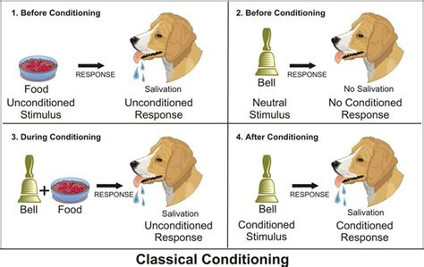 Classical Conditioning Operant Conditioning Teaching Aptitude Ap Psych