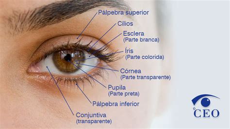 Conheça As Partes Externas Dos Olhos E Suas Funções