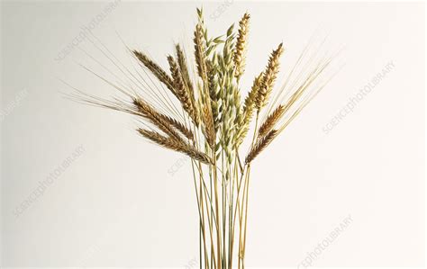 Assorted Cereals Stock Image H1102116 Science Photo Library
