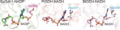 Phosphorylation Mediated Regulation Of The Nadph Dependent Glutamate