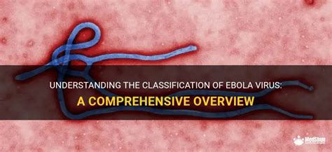 Understanding The Classification Of Ebola Virus A Comprehensive Overview Medshun