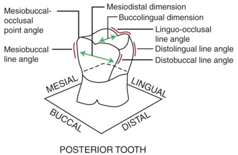 Line And Point Angles Flashcards Quizlet