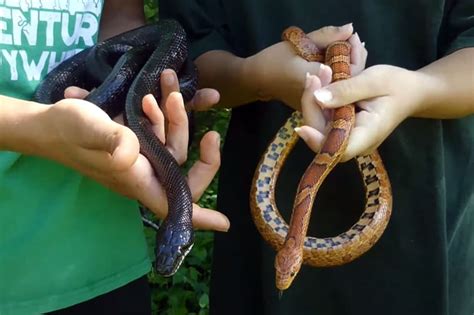 Rat Snake Vs Corn Snake Differences And Similarities