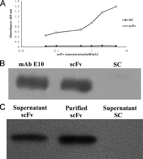 Antigen Specific Binding Activity Of The Recombinant Scfv The Download Scientific Diagram