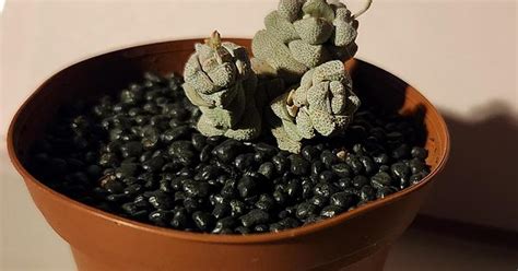 Crassula Deceptrix Album On Imgur