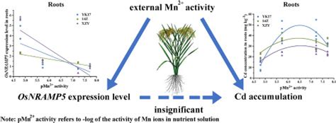 外部mn2 活性对in稻osnramp5表达水平和cd积累的影响。environmental Pollution X Mol