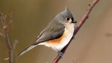 Quornesha Slemon Powerful Mystic 8 Tufted Titmouse Bird Symbolic Meaning