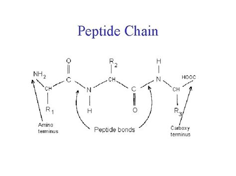 Protein Chemistry Basics Protein Function Protein Structure Primary