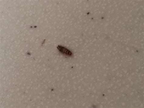Kitchen Counter Tiny Black Bugs At Lewis Wooley Blog