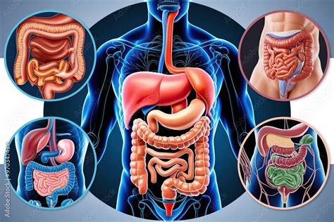 Ultimate Guide To The Human Digestive System And Gastrointestinal Pathway Explained Stock