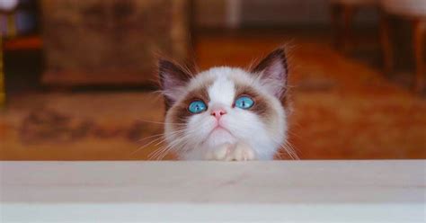 Taylor Swift New Kitten Benjamin Button Starred In Me Video