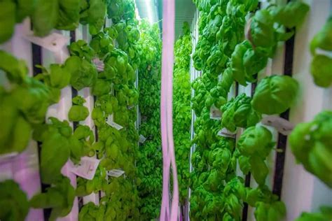 7 Best Hydroponic Herbs To Grow And Tips Smart Garden And Home