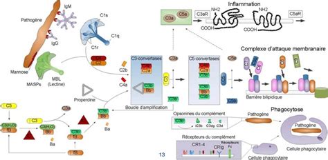 Complement Cascade Complements Cascade