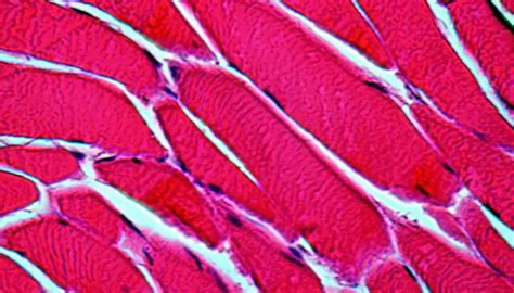 Healing Muscle Tissue Gets Help From A New 3d Cell Scaffold Create